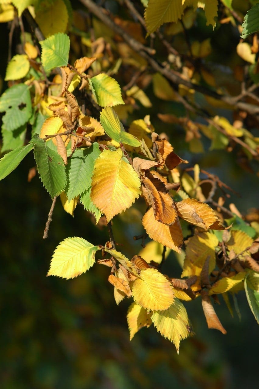 Lebensbaum Ulme nach dem keltischen Baumkreis