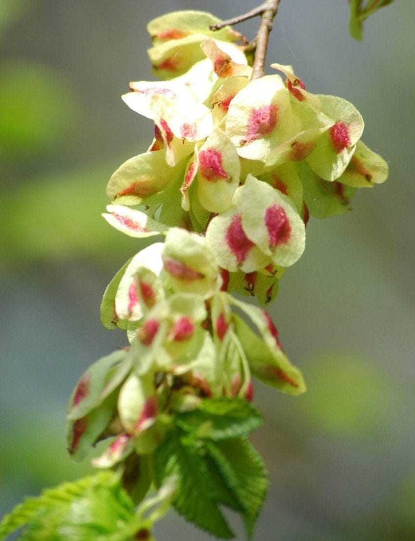 Lebensbaum Ulme nach dem keltischen Baumkreis